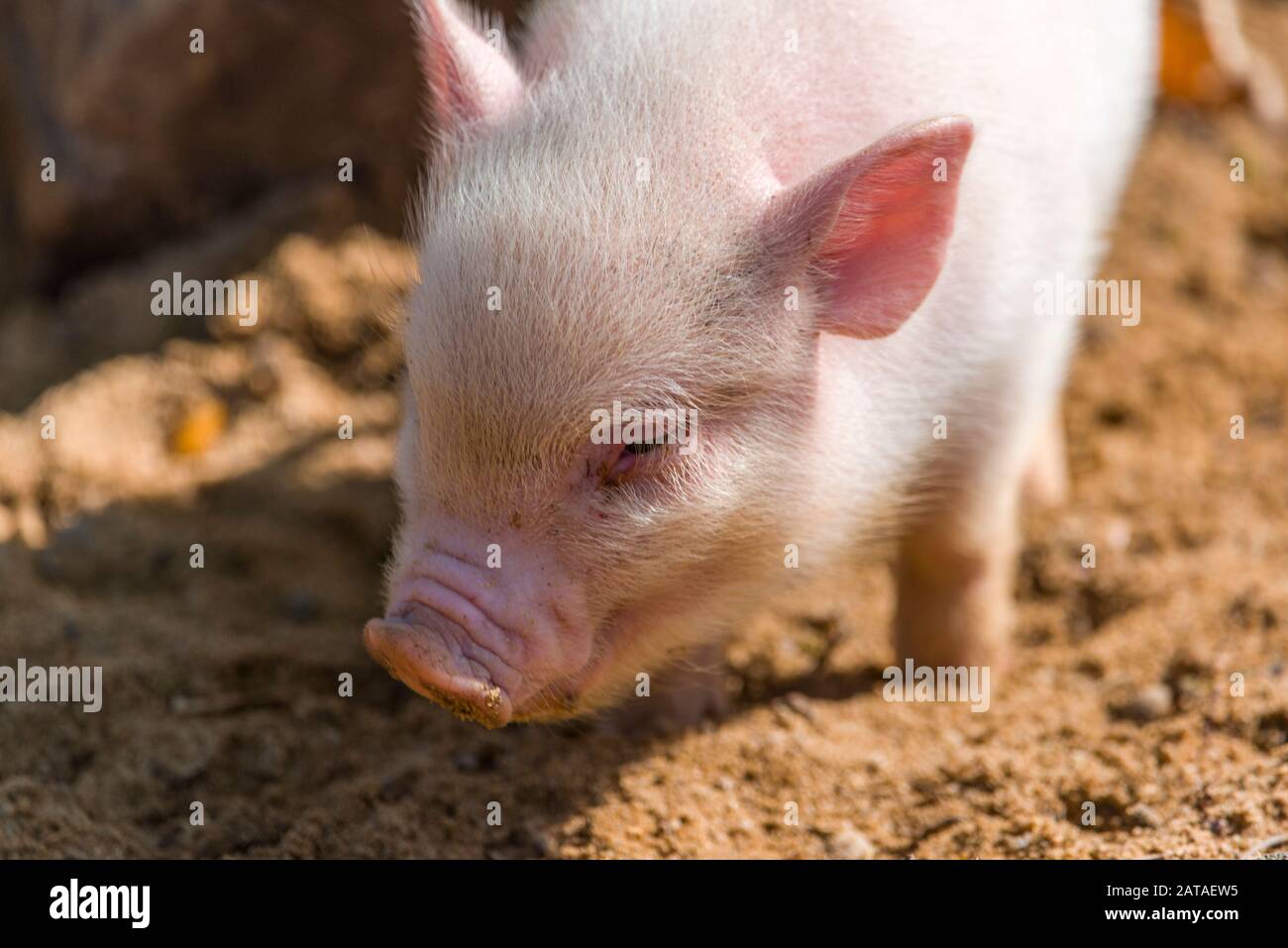 Cute Little Pig playing in the backyard. Baby pig Stock Photo - Alamy