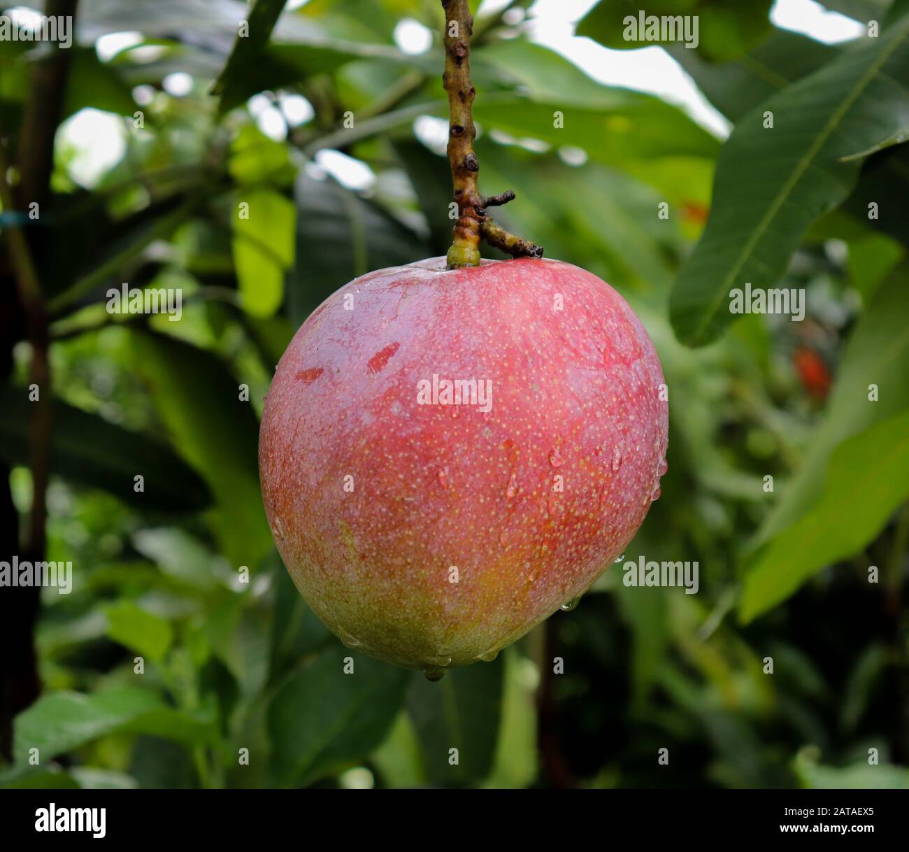 Red Mango Fruit on Mango Tree. Beautiful Red Mango Stock Photo - Alamy