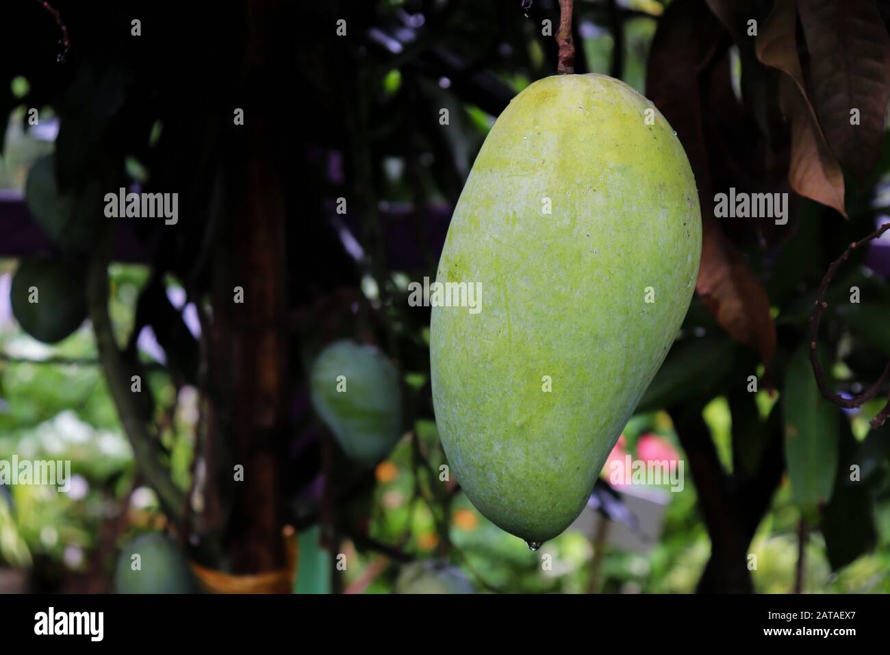 Green Mango Fruit on Mango Tree. Beautiful Green Mango Stock Photo - Alamy