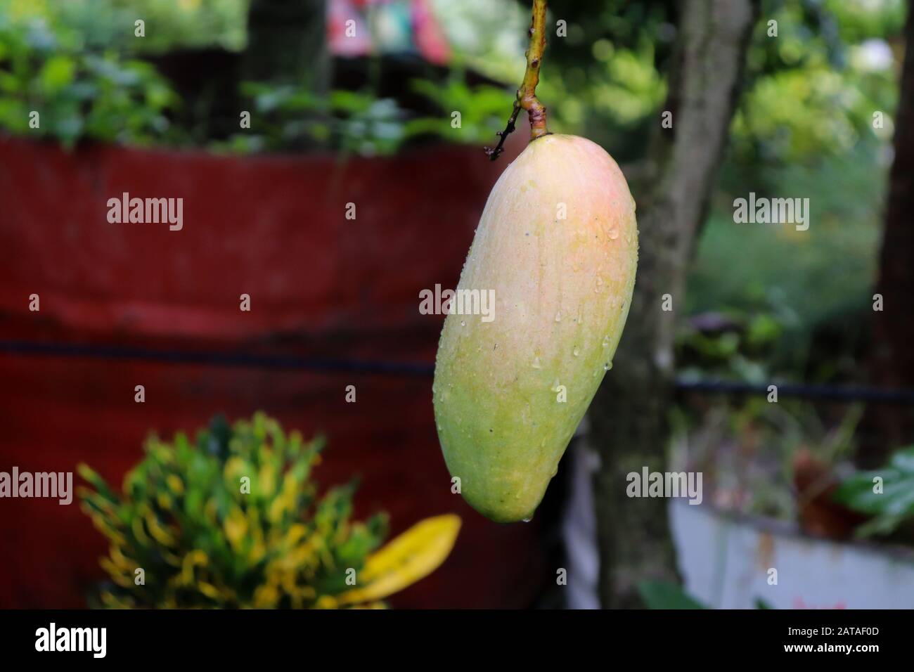 Green Mango Fruit on Mango Tree. Beautiful Green Mango Stock Photo - Alamy
