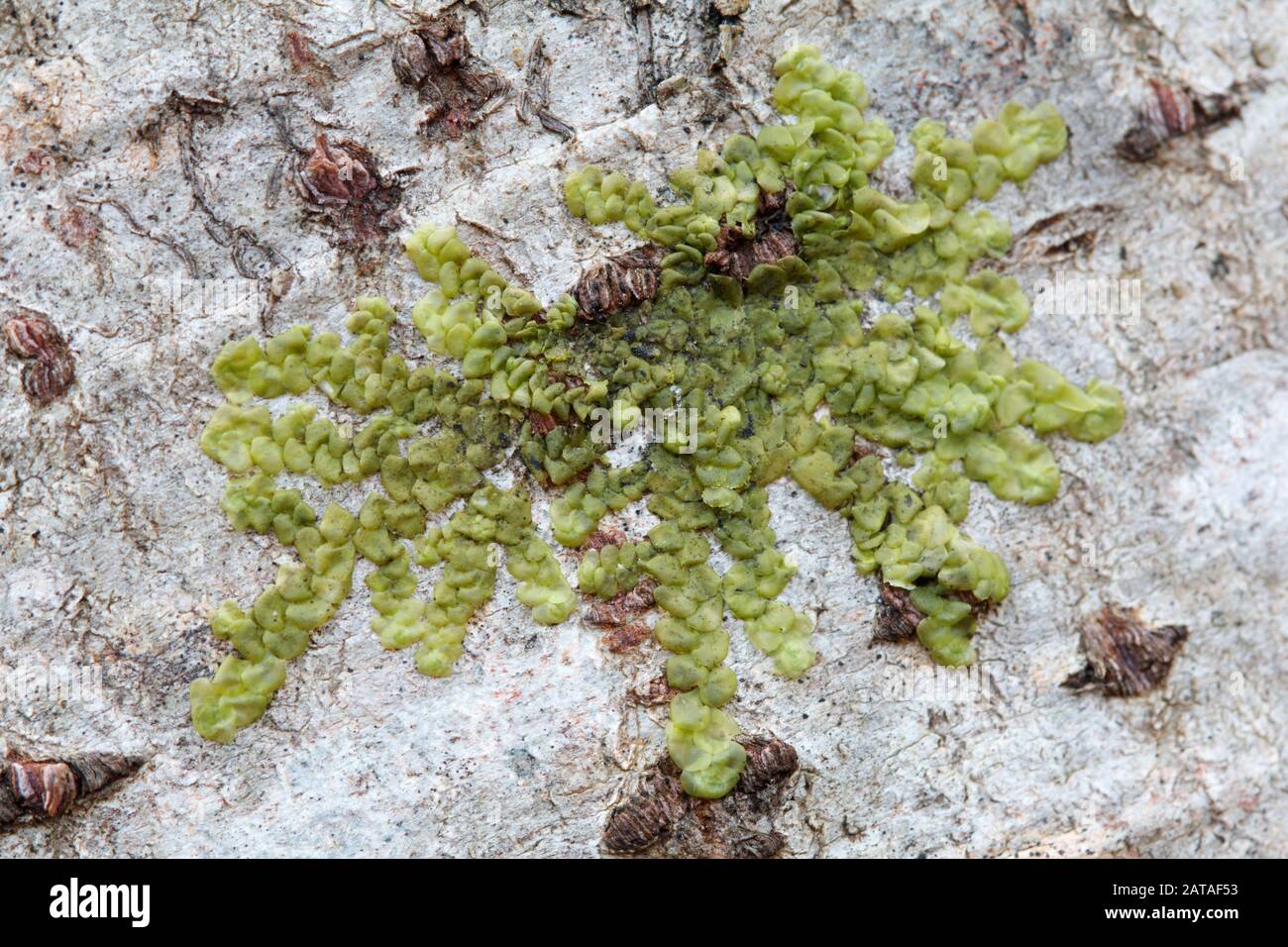 moss in Central Slovakia, Europe Stock Photo - Alamy