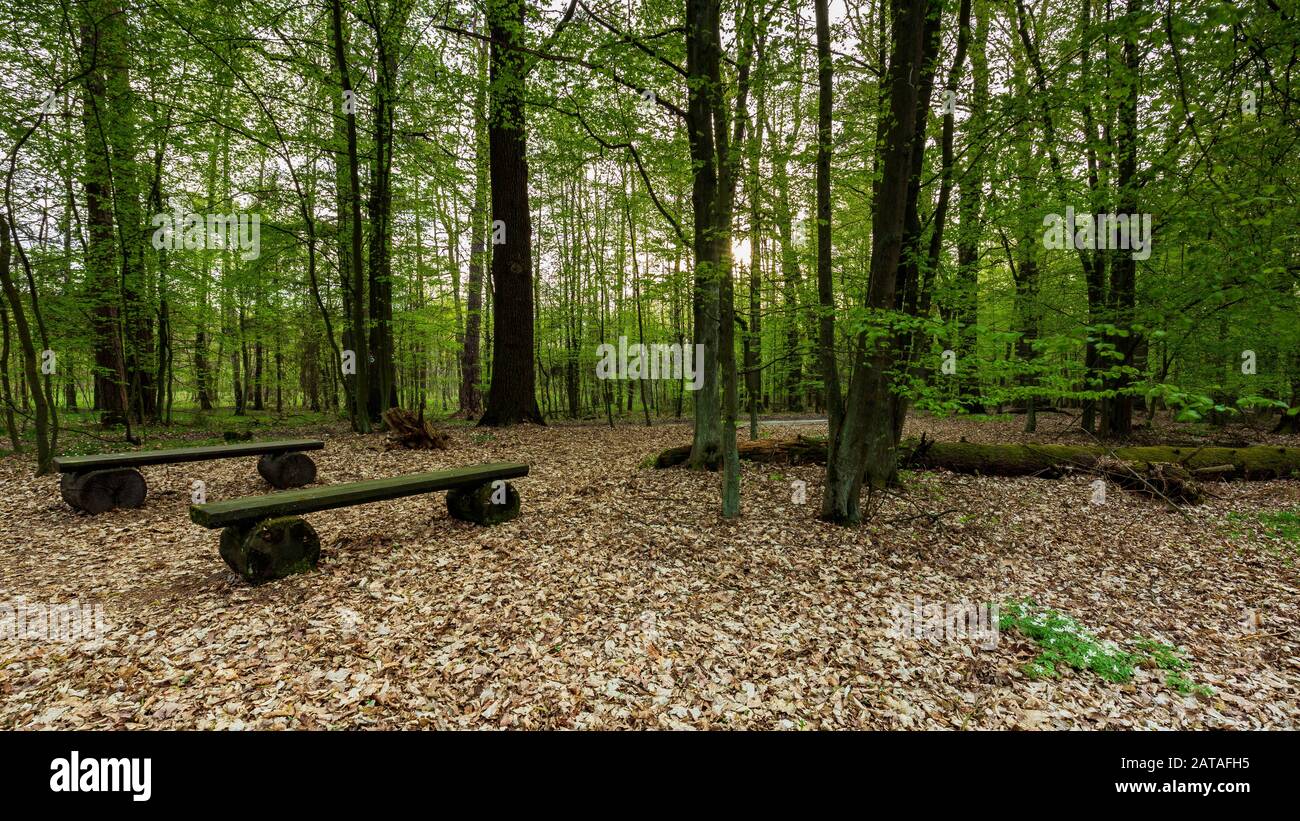 Empty benches table trees bench hi-res stock photography and images - Alamy