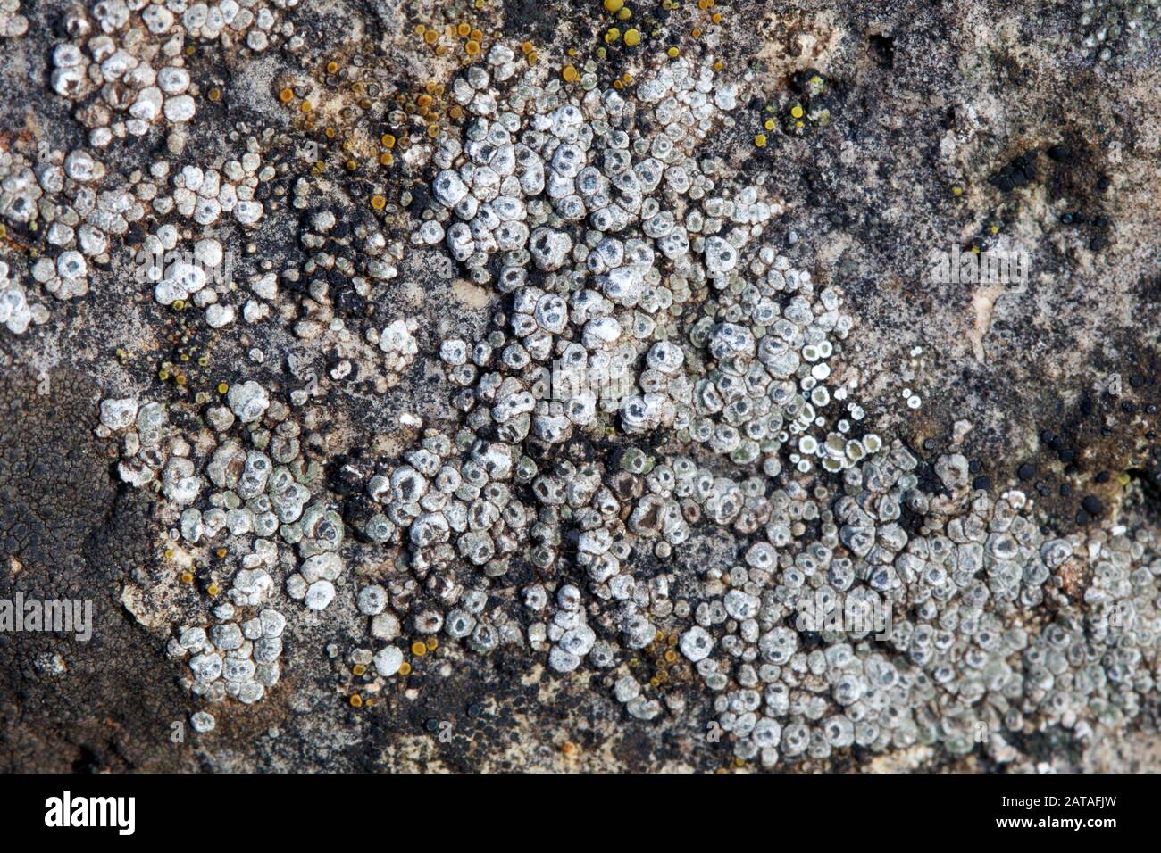 Circinaria contorta Chiseled Sunken Disk Lichen Stock Photo - Alamy