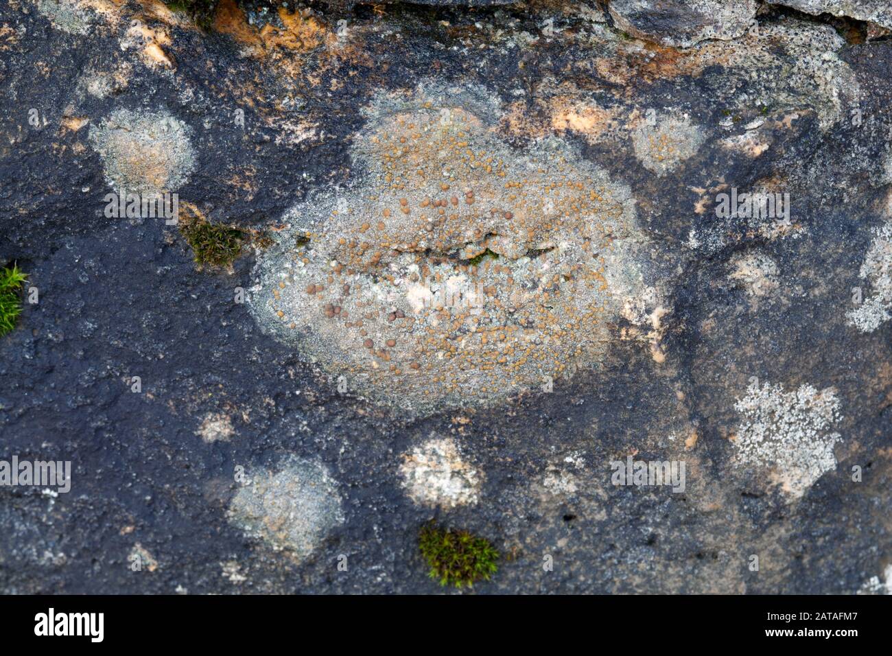 Epilithic lichen hi-res stock photography and images - Alamy