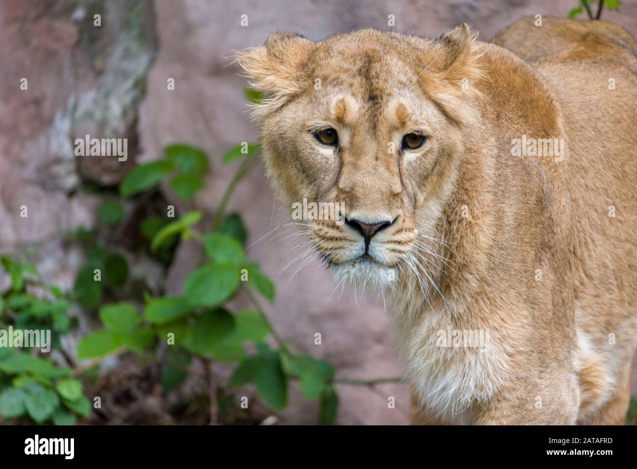Female Lion, Panthera Leo, Lionesse Portrait. Image Of A Female African ...