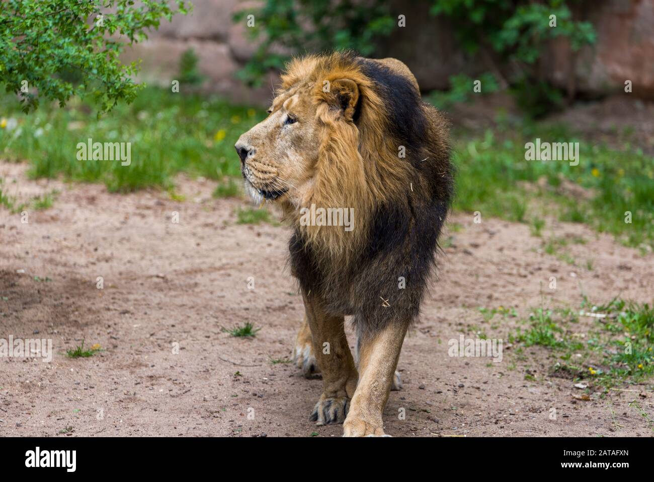 Male Lion On The Move. Close Lion from National Park Of Kenya, Africa ...