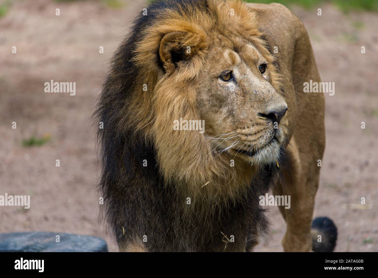 Male Lion On The Move. Close Lion from National Park Of Kenya, Africa ...