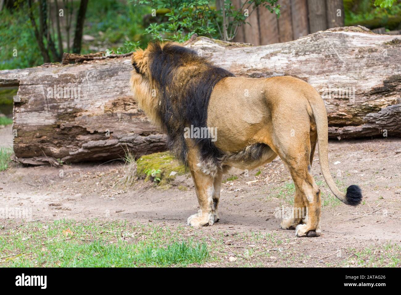 Male Lion On The Move. Close Lion from National Park Of Kenya, Africa ...