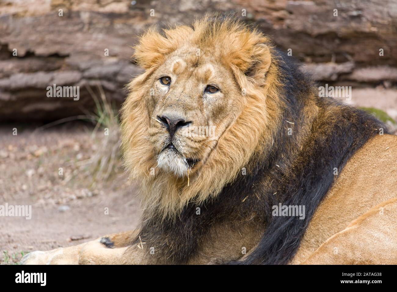 Male Lion On The Move. Close Lion from National Park Of Kenya, Africa ...