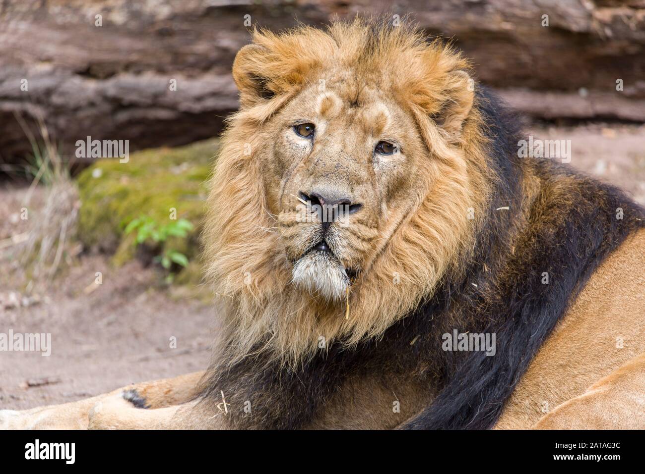 Male Lion On The Move. Close Lion from National Park Of Kenya, Africa ...