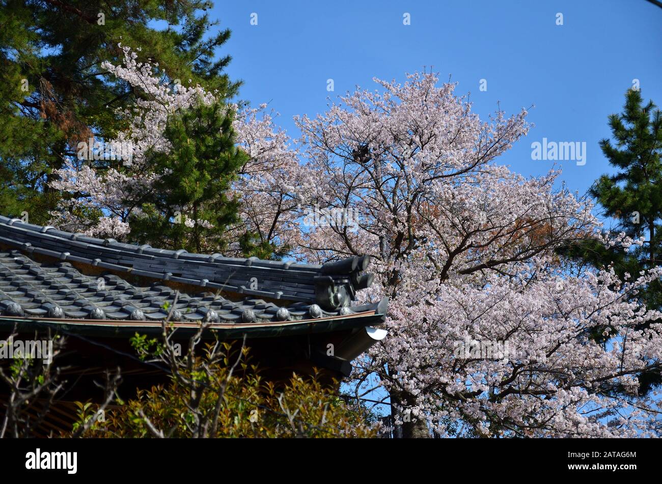 Japanese temple cherry blossoms hi-res stock photography and images - Alamy