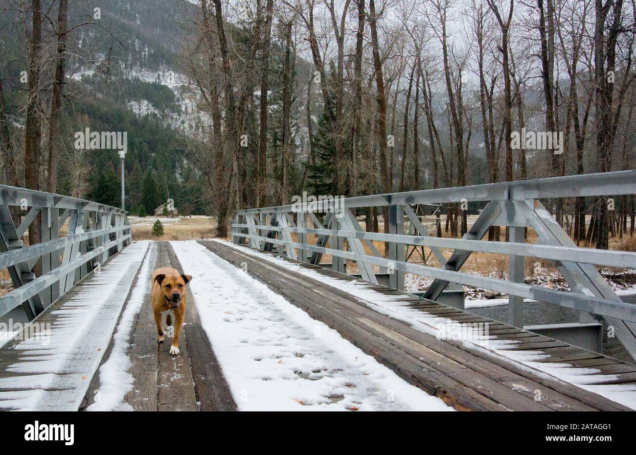 A dog crossing the steel bridge on the lower end of Rock Creek. Mixed ...