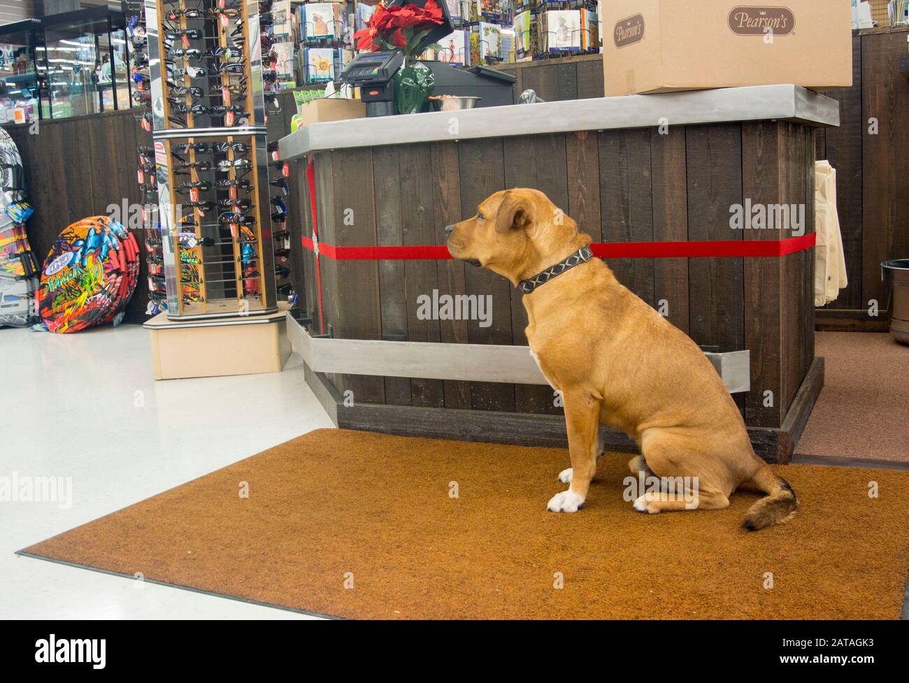 Bubba rex hi-res stock photography and images - Alamy