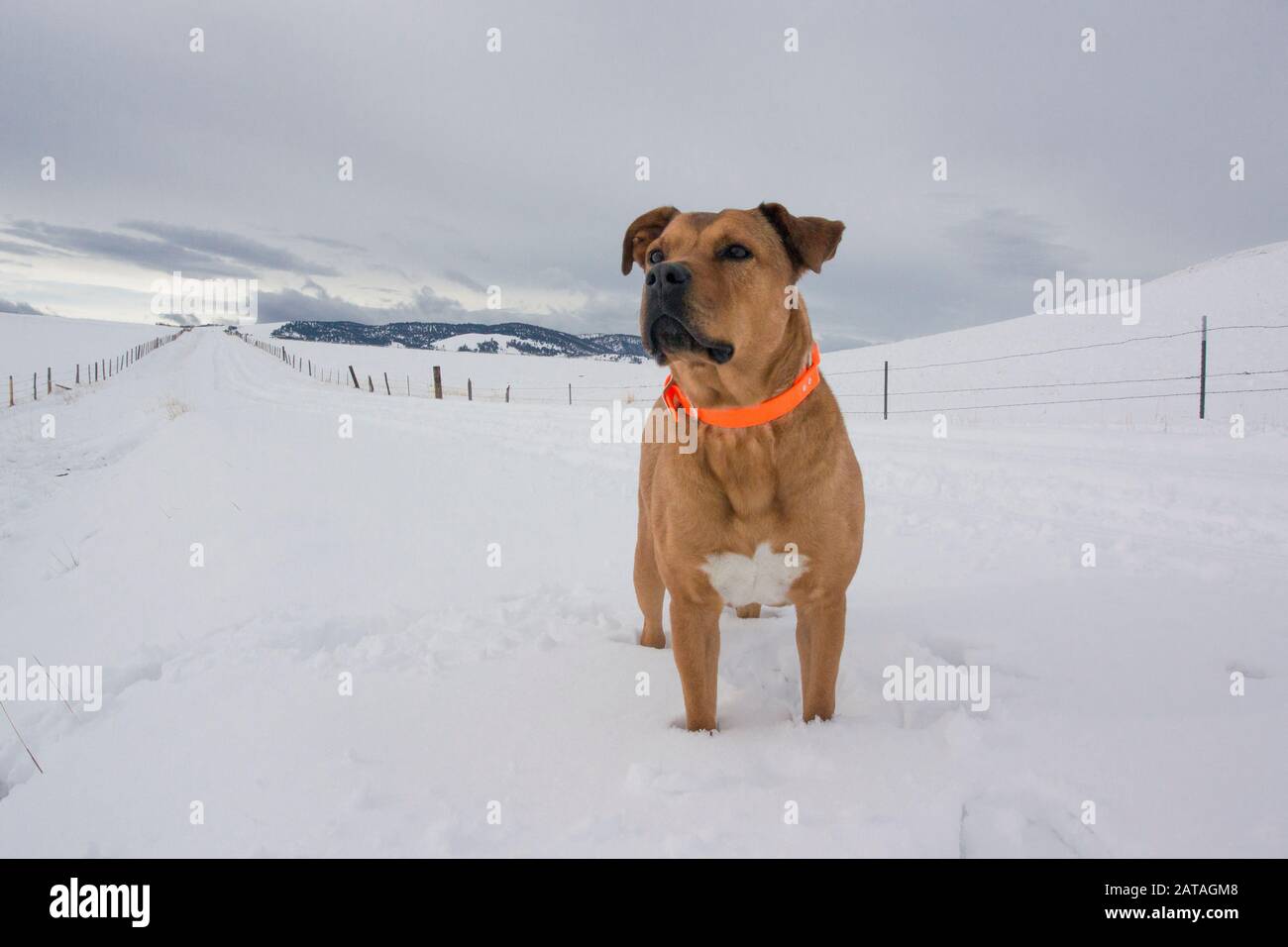 Rex in the snow hi-res stock photography and images - Alamy