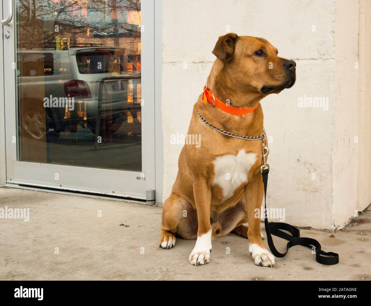 Bubba Rex waiting outside Trail Head in Missoula, Montana Stock Photo ...