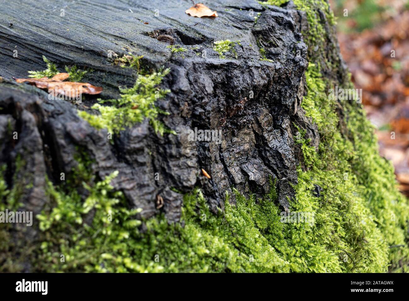 Mossy moorland hi-res stock photography and images - Alamy