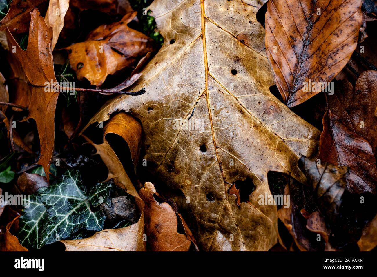 Wet leaves in forest Stock Photo - Alamy