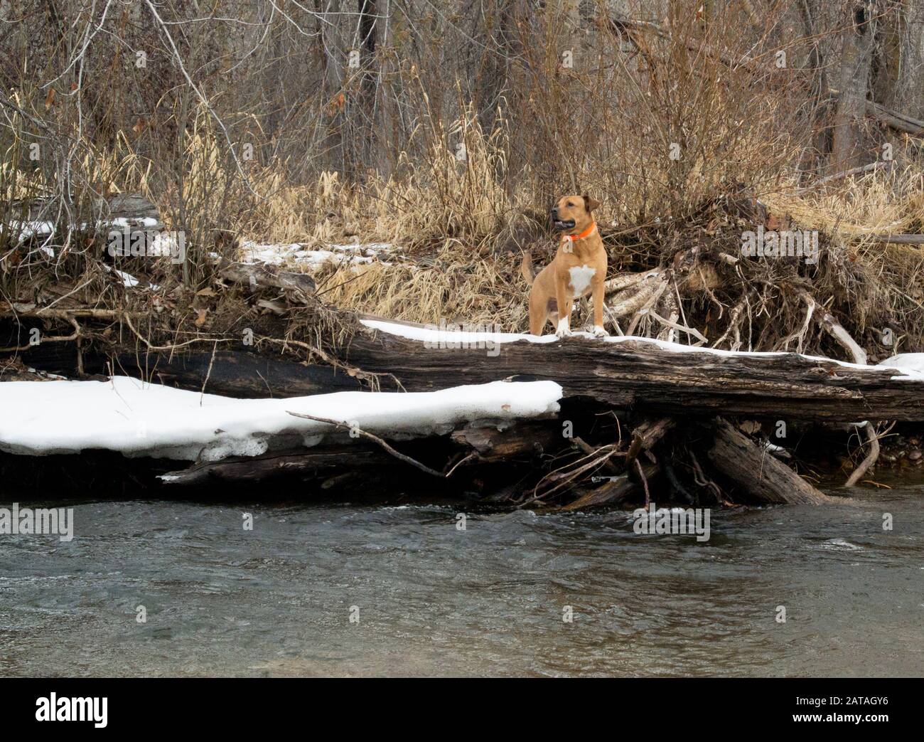 Bubba rex hi-res stock photography and images - Alamy