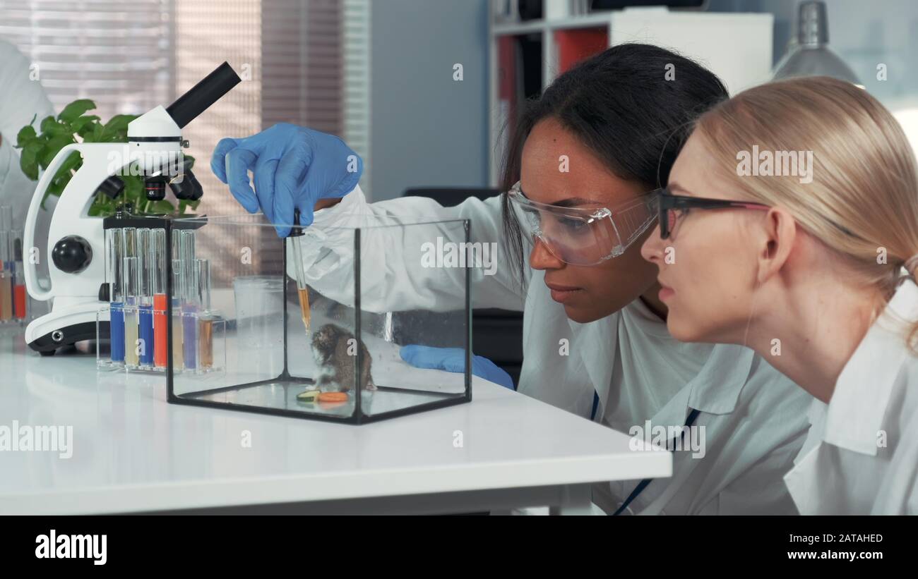 Lab mouse drink hi-res stock photography and images - Alamy