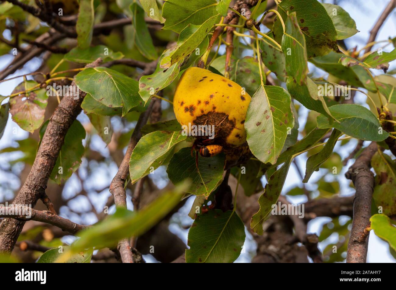 Golden pear with green forest in background Stock Photo - Alamy