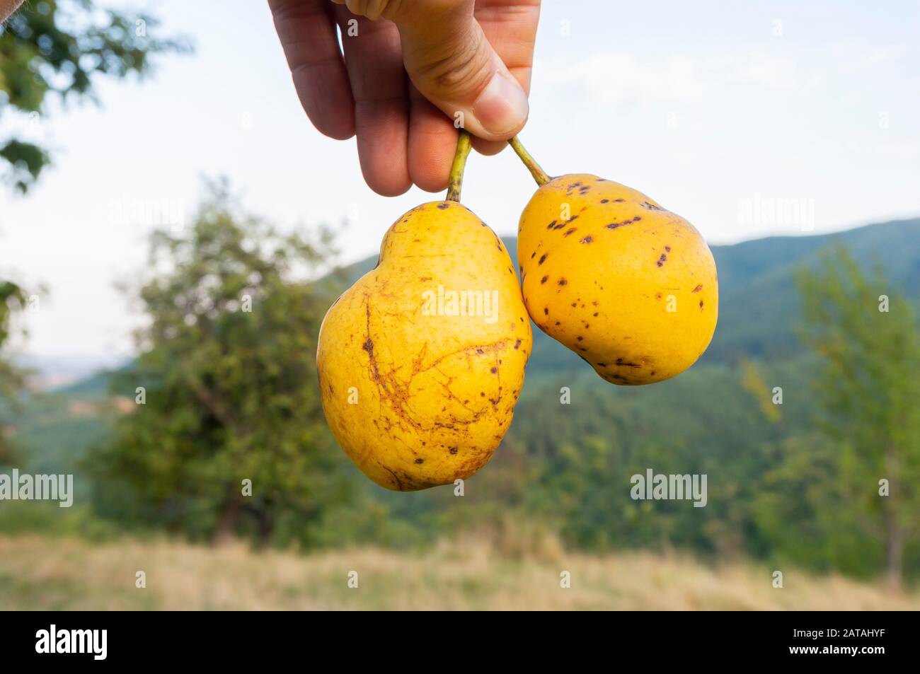 Golden pear with green forest in background Stock Photo - Alamy