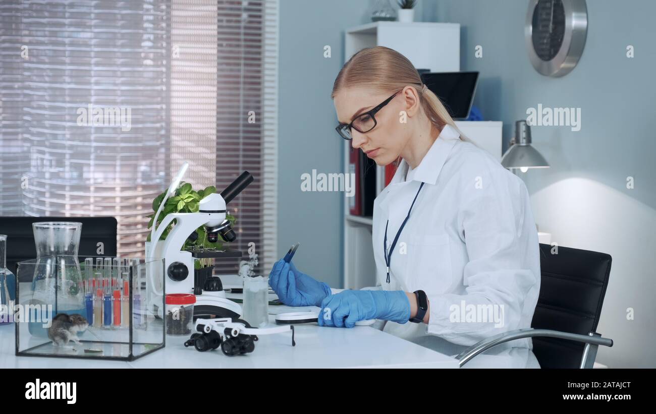 In modern laboratory research scientist making experiment with ...