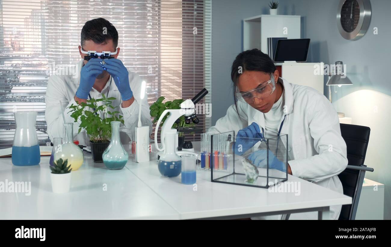 Black research scientist dropping chemical liquid on plant leaf and ...