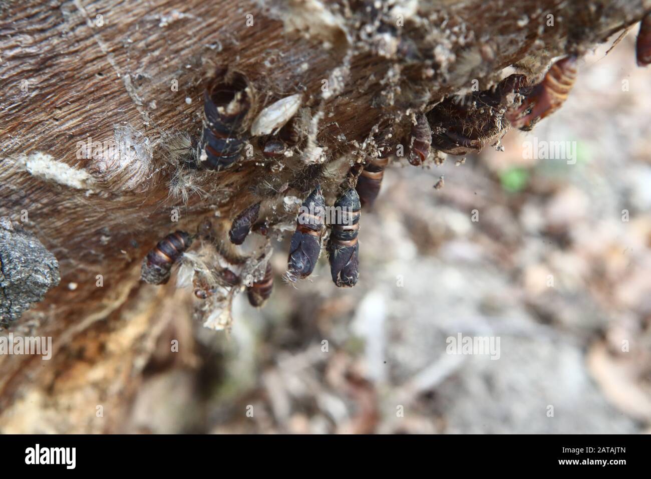 Sponge Moth High Resolution Stock Photography and Images - Alamy