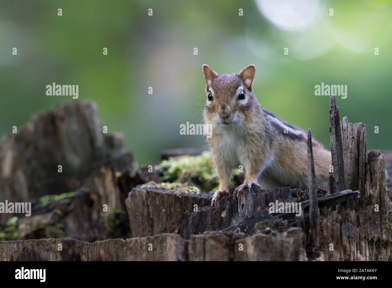 Chipmunk looking camera hi-res stock photography and images - Alamy