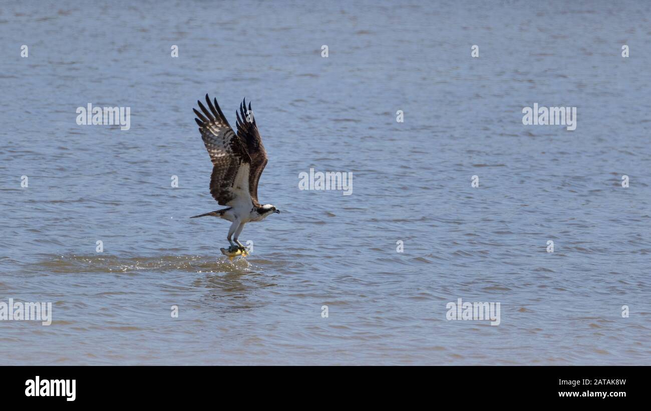 Osprey eagle bird catching a yellow perch fish Stock Photo - Alamy