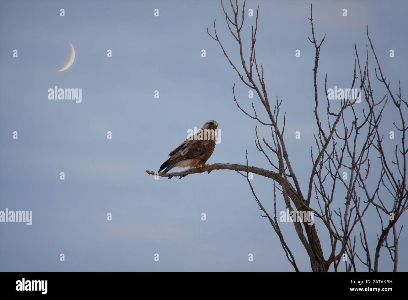 Dark Rough legged Hawk on tree branch with moon crescent behind Stock ...
