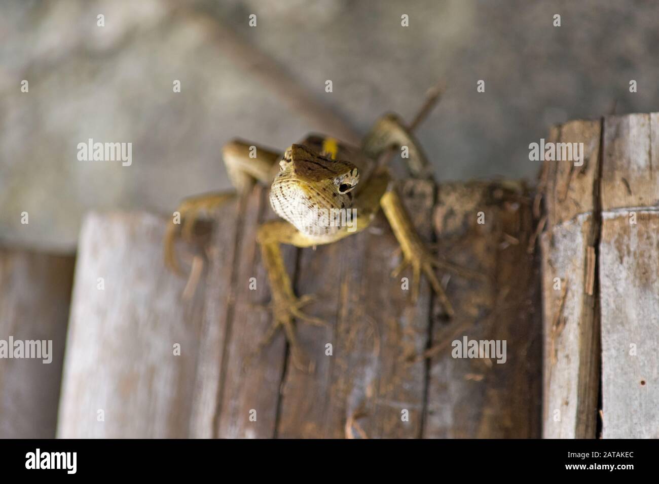 Oriental garden lizard / changeable lizard (Calotes versicolor ...
