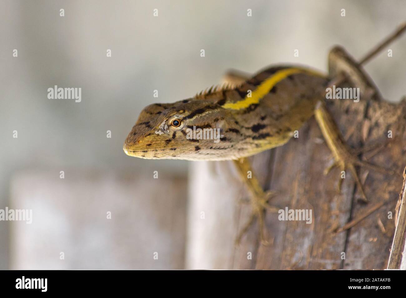 Oriental garden lizard / changeable lizard (Calotes versicolor ...