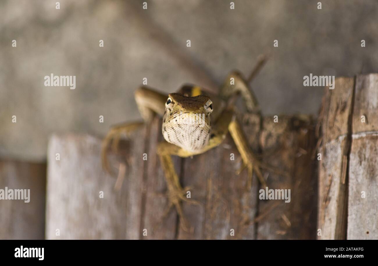 Fauna of thailand hi-res stock photography and images - Alamy