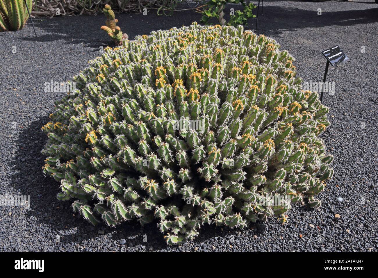 Euphobia hi-res stock photography and images - Alamy