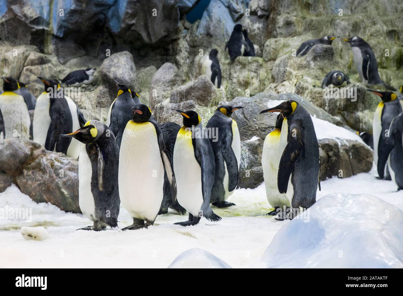 Cute penguins antartica hi-res stock photography and images - Alamy
