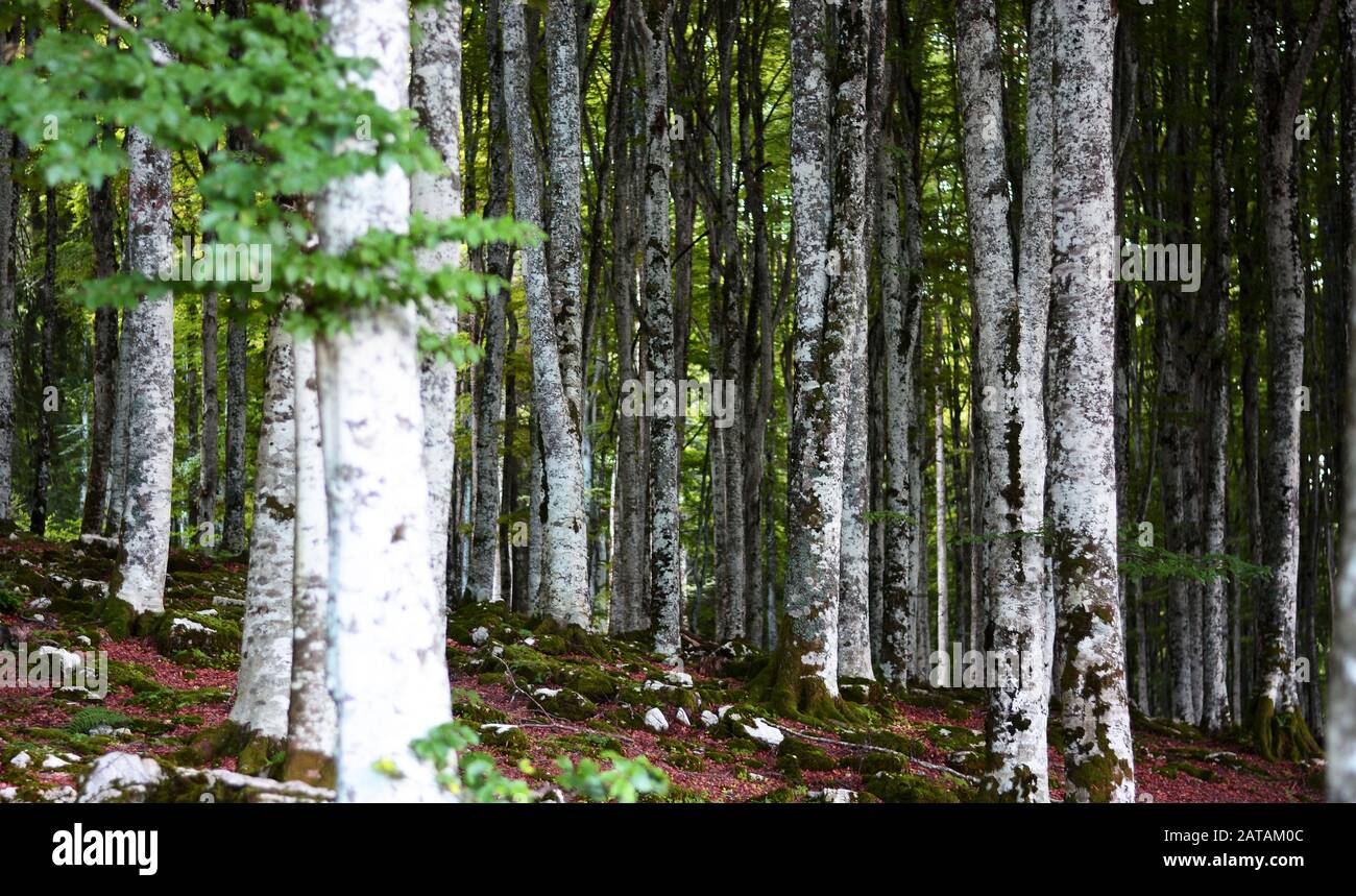 the forest in spring Stock Photo - Alamy
