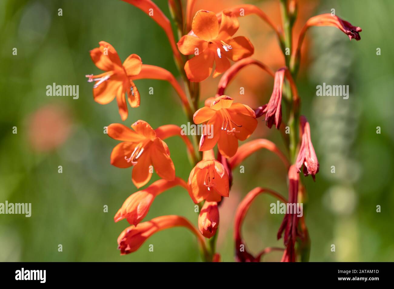 Watsonia pillansii flowering hi-res stock photography and images - Alamy