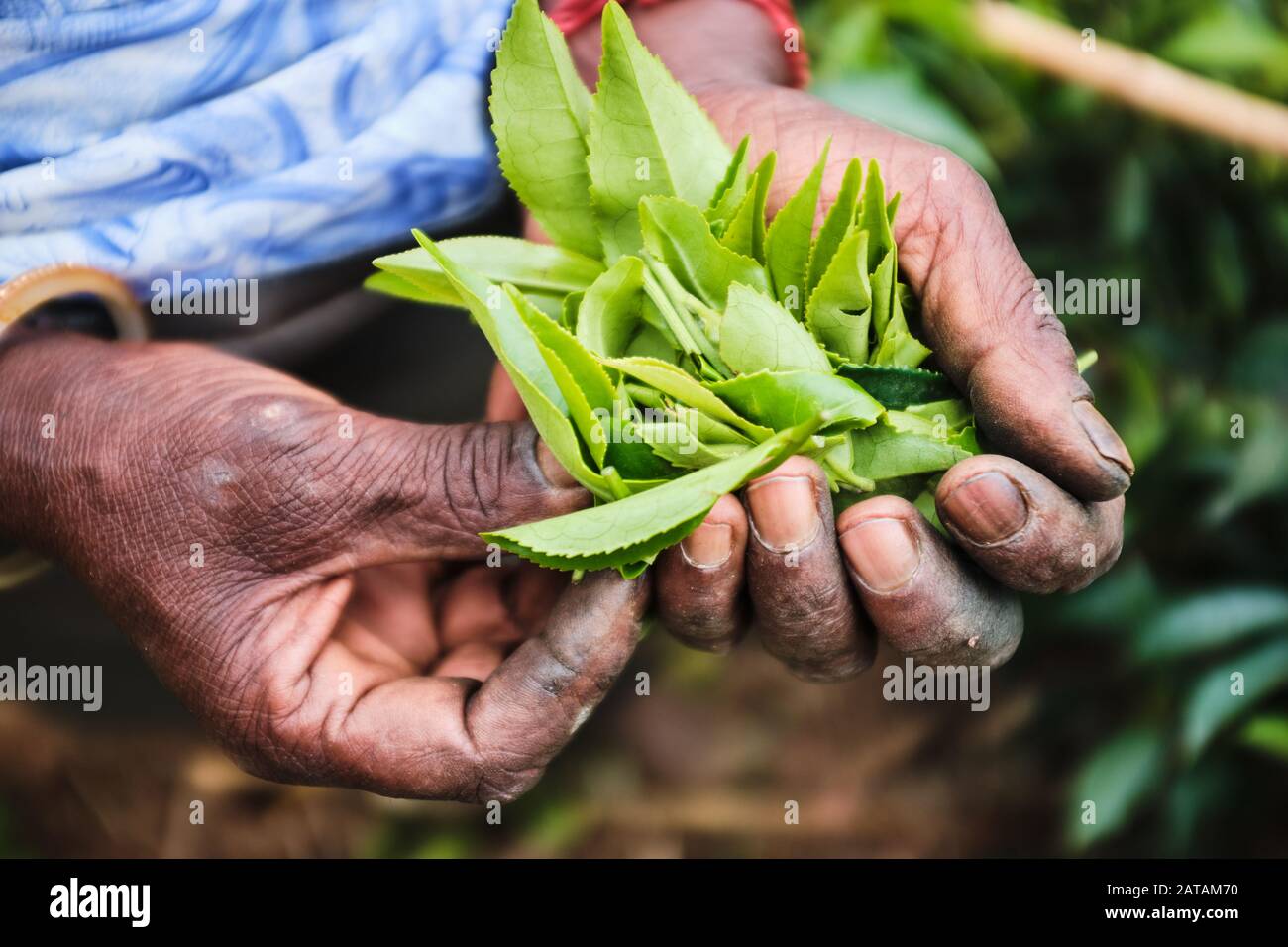 Gathering tea sri lanka hi-res stock photography and images - Alamy