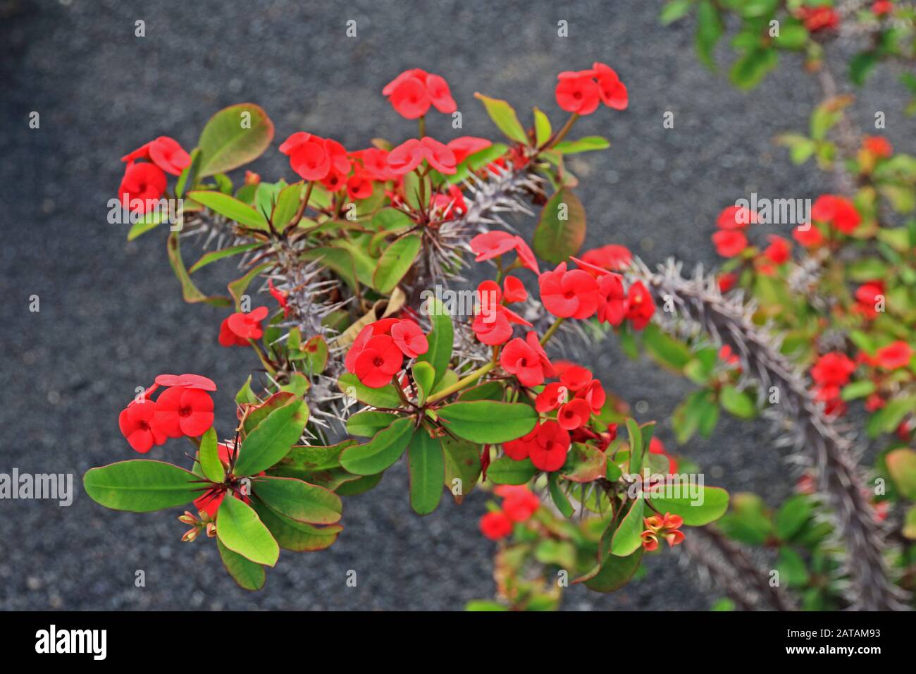 Euphobia milii hi-res stock photography and images - Alamy