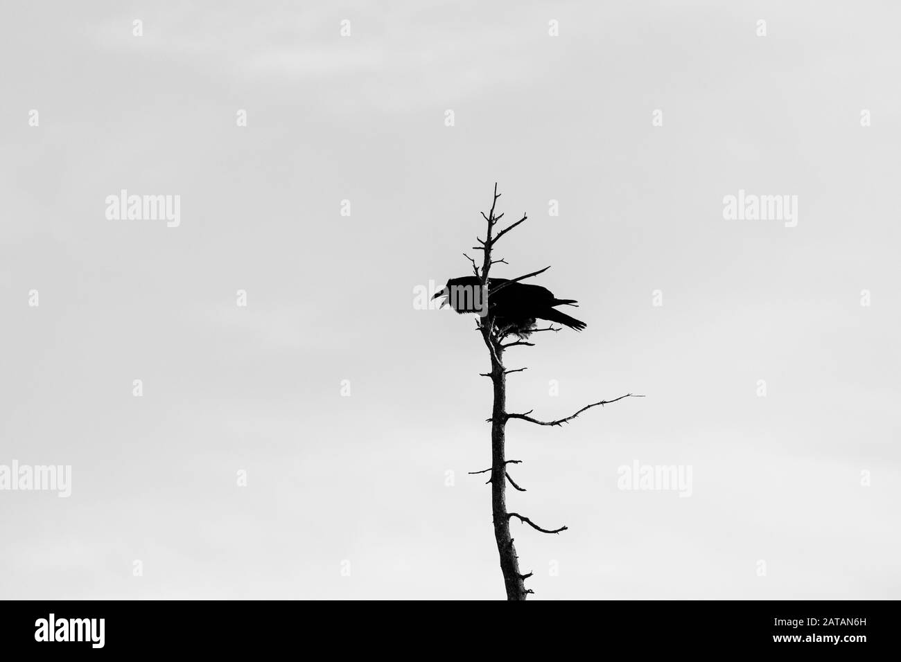 Raven in dead tree hi-res stock photography and images - Alamy