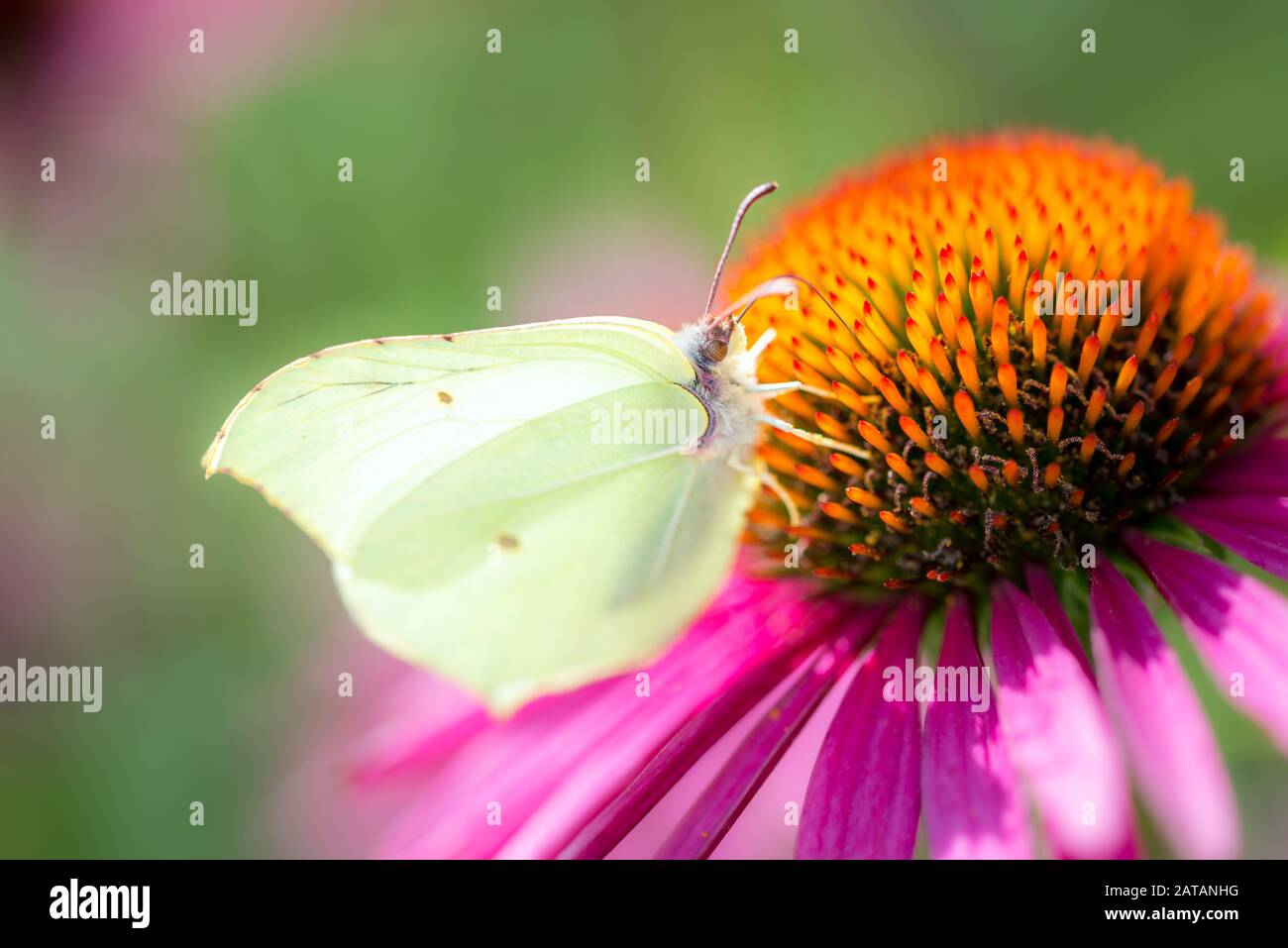 Common brimstone butterfly - Gonepteryx rhamni is resting on Echinacea ...