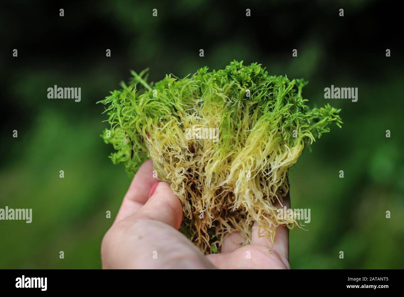 Parts Of A Moss