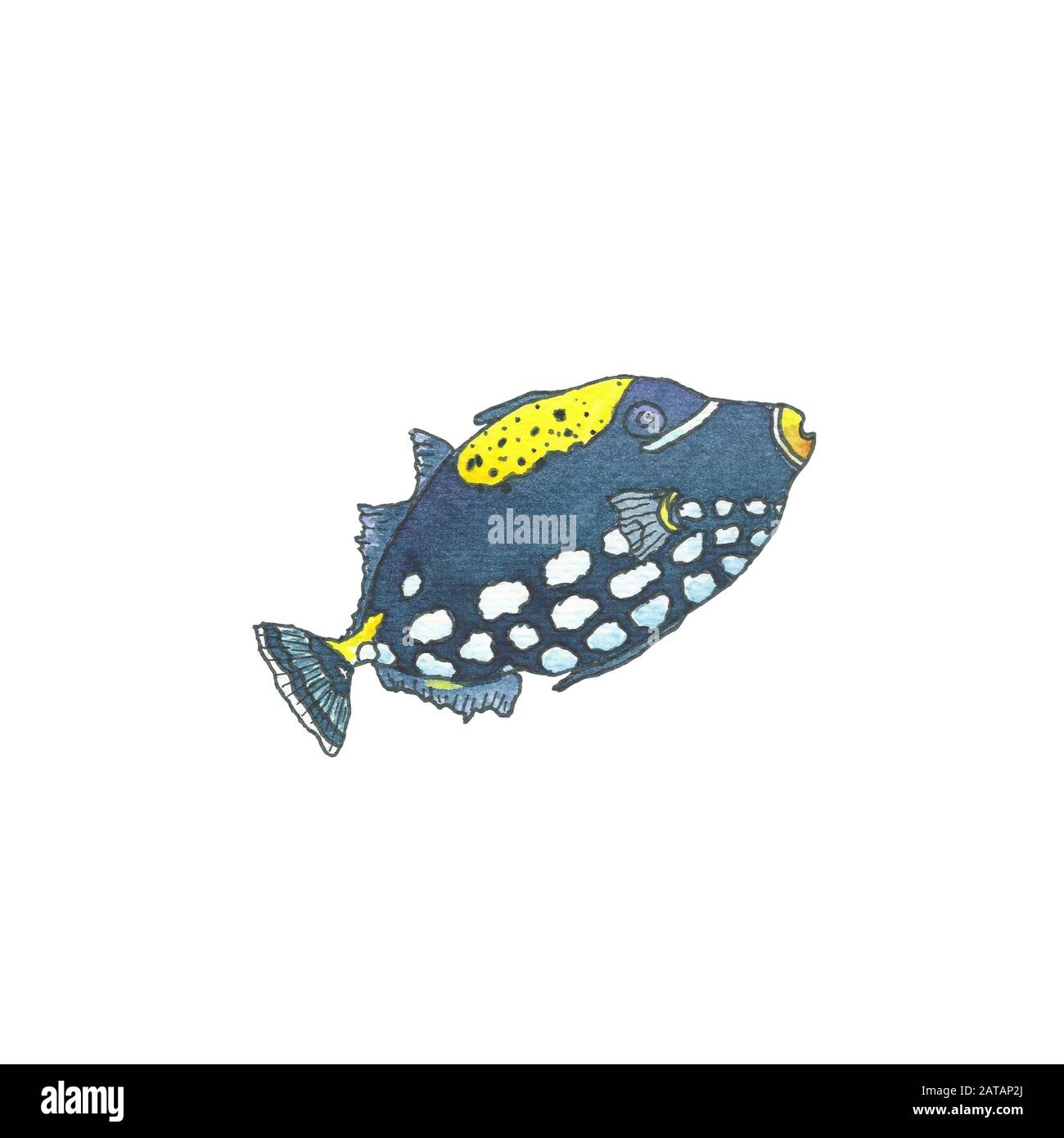 Clown trigger fish. Hand drawing sketch. Black outline on white ...