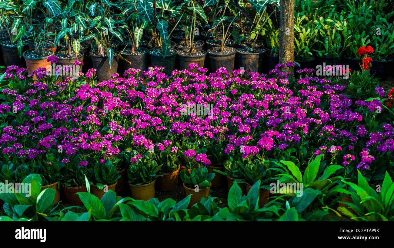 colorful Gillyflower. It is also known as Clove Pink Dianthus ...