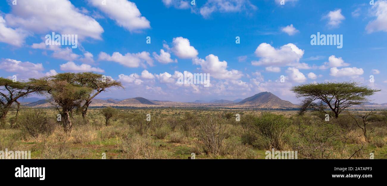 Acacia tree in savannah at africa Stock Photo - Alamy