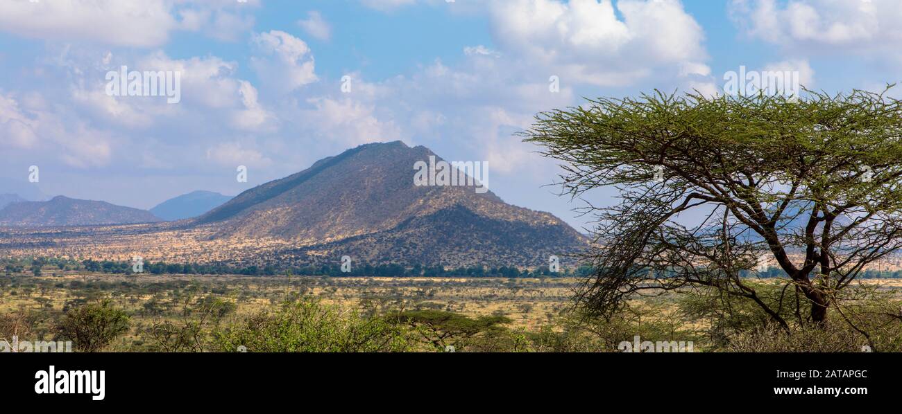 Acacia tree in savannah at africa Stock Photo - Alamy