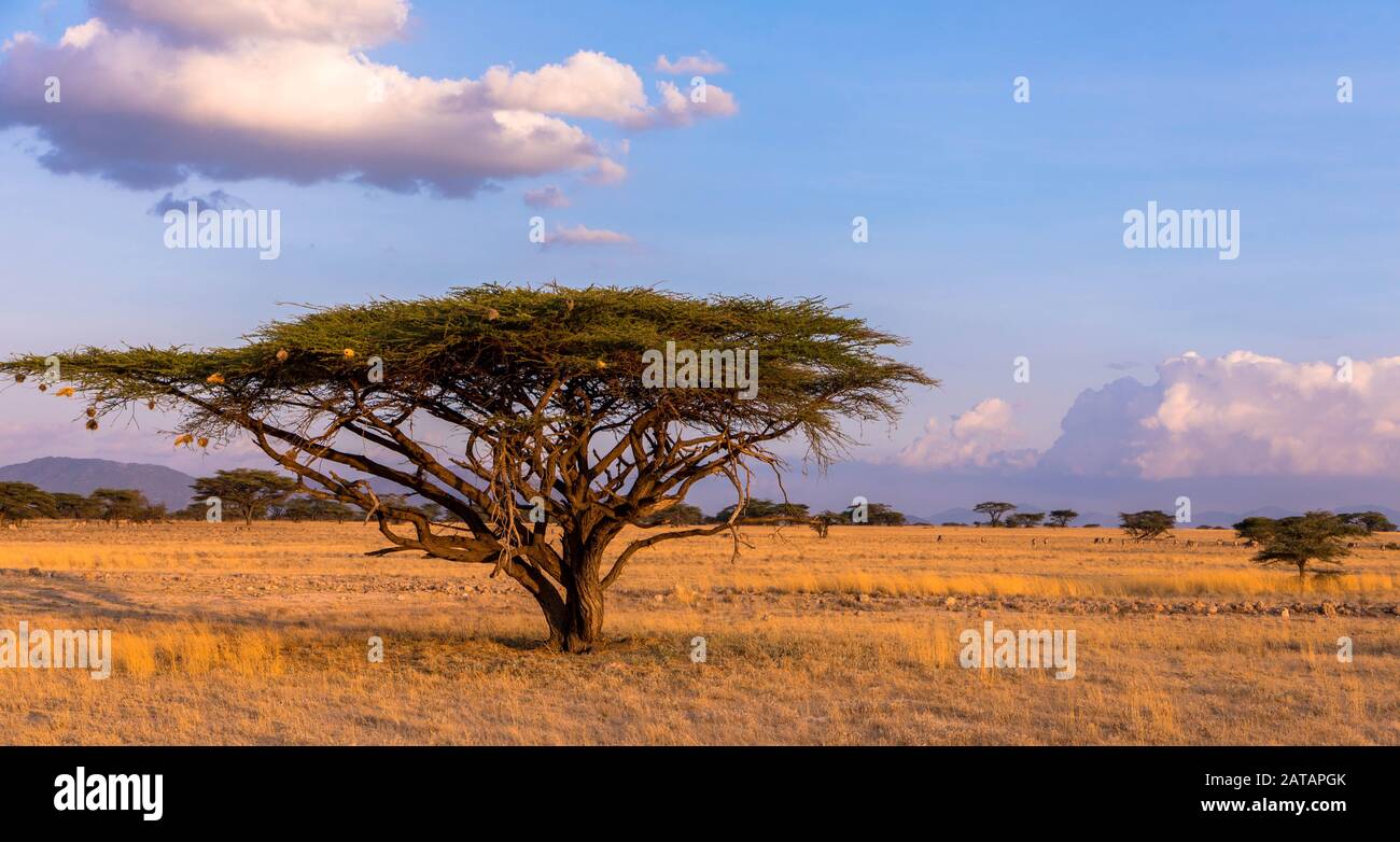 Acacia tree in savannah at africa Stock Photo - Alamy