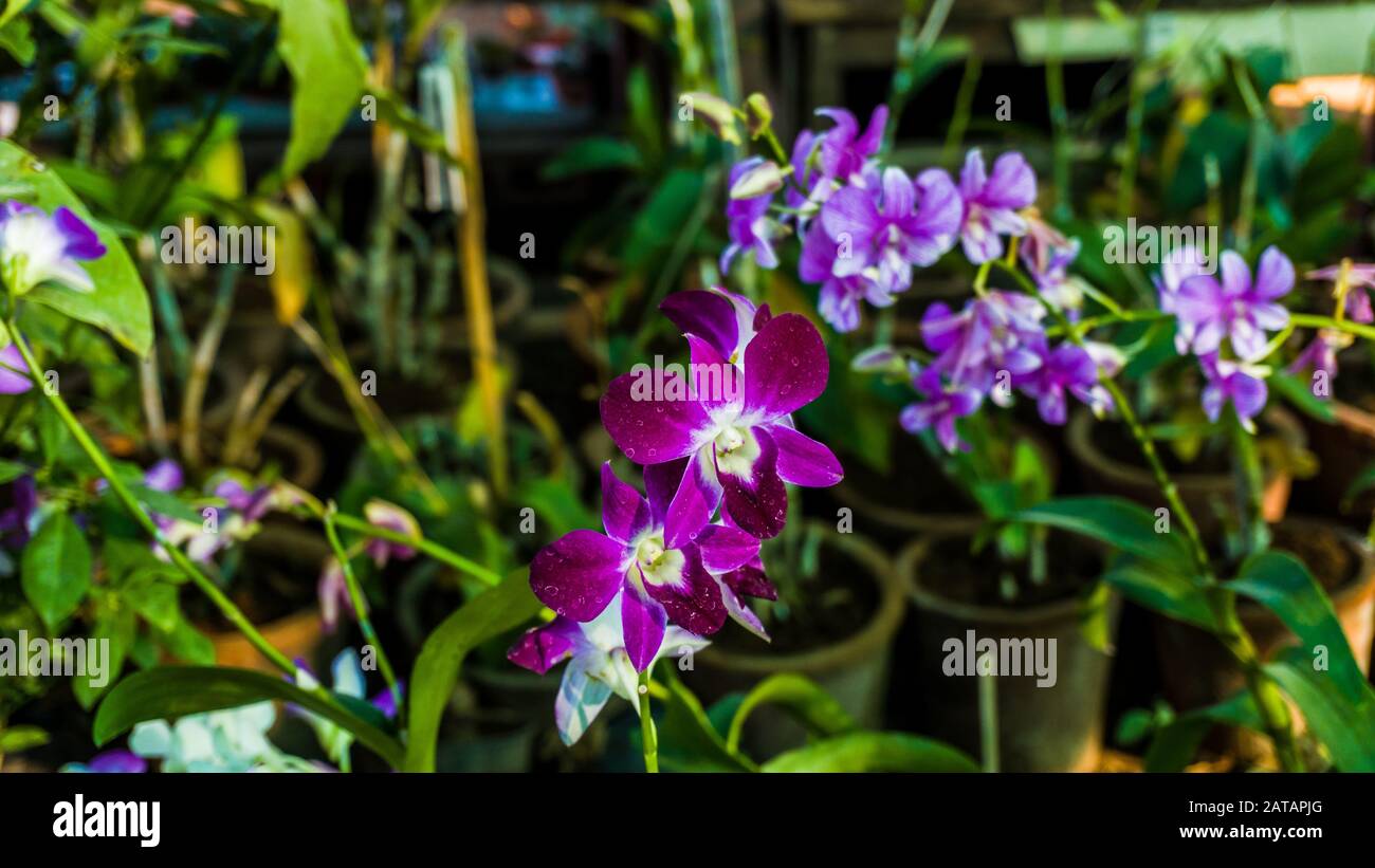 colorful Gillyflower. It is also known as Clove Pink Dianthus ...