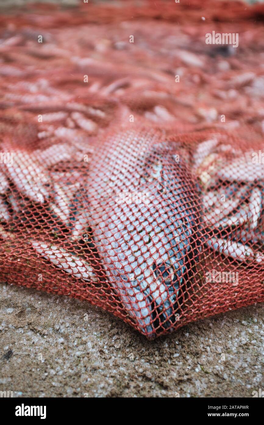 Tuna cage hi-res stock photography and images - Alamy